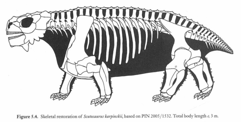 Scutosaurus Skeleton