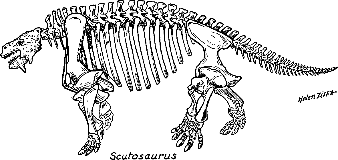 Scutosaurus Skeleton