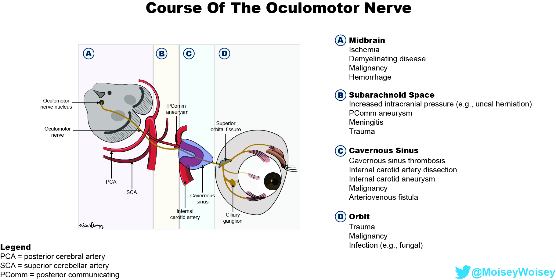 Oculomotor Nerve Pathway Aaron Berkowitz On X: "Parasymp = CN 3