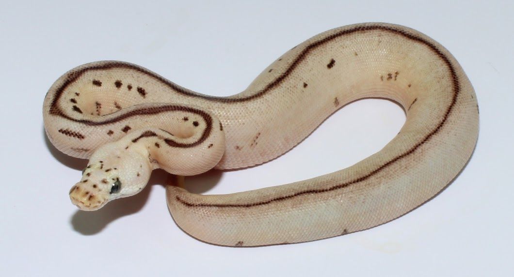 Lesser Spider Ball Python