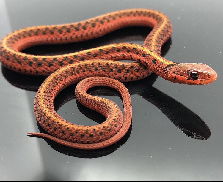 Flame Garter Snake