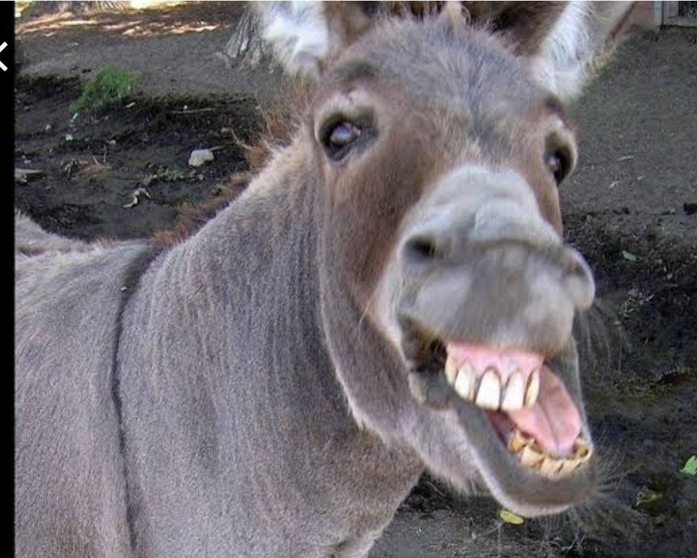 Deformed Donkey