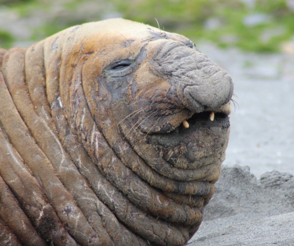 Elephant Walrus Face