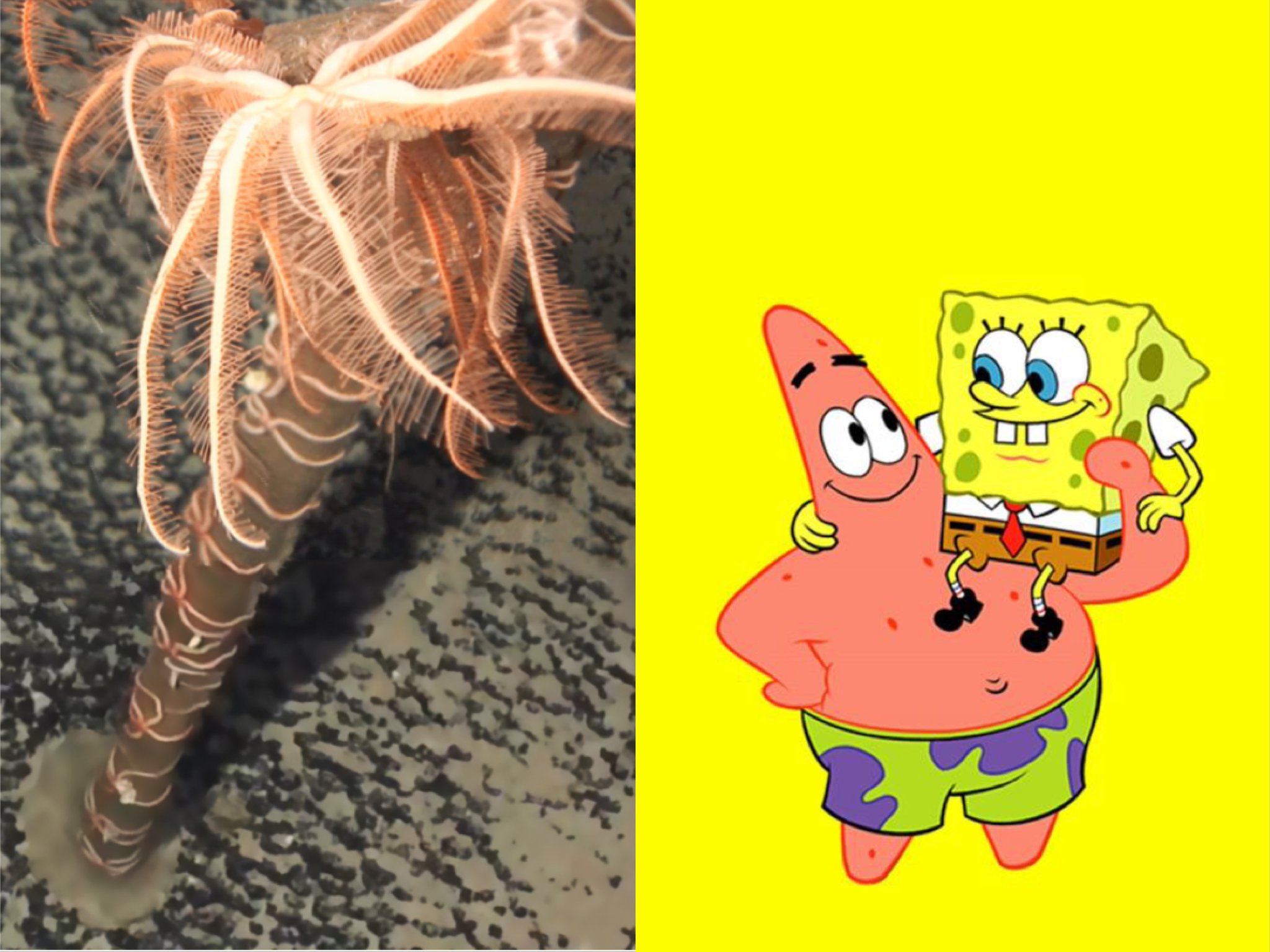 The Real Patrick Star