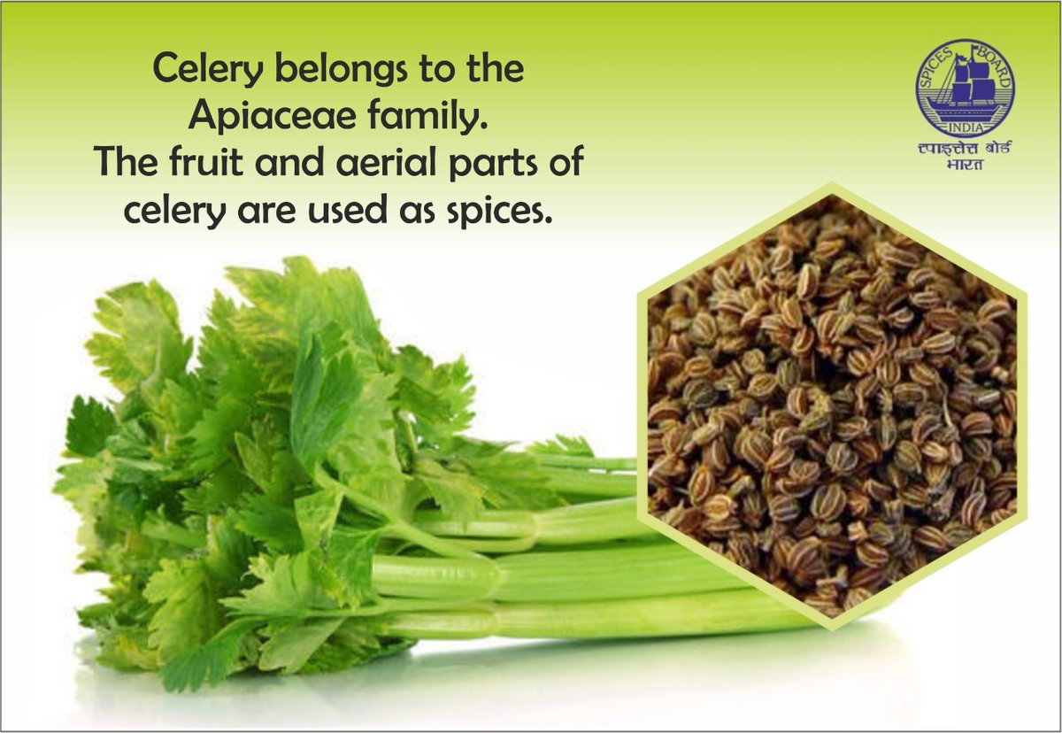 Celery In Hindi