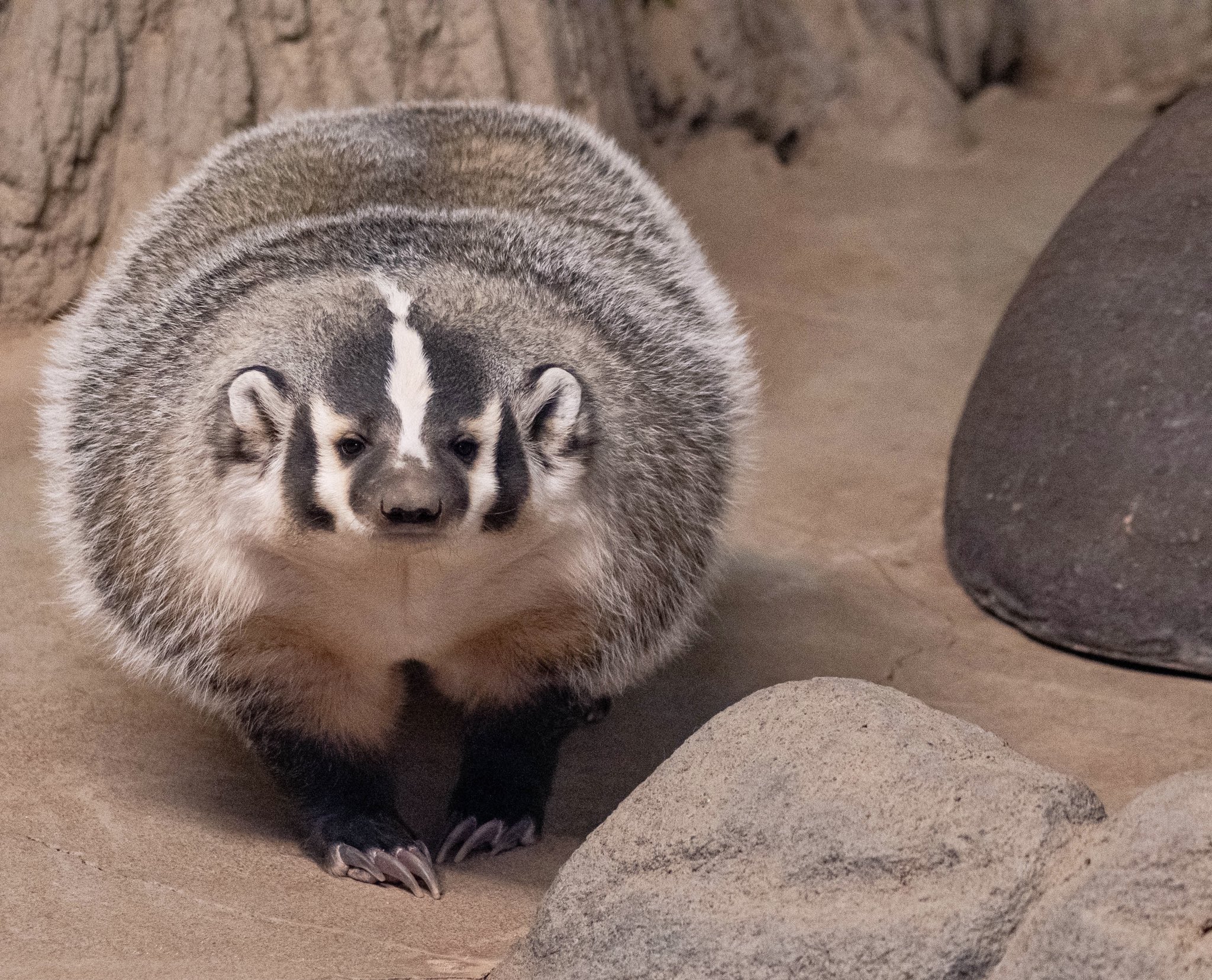 Western Badger