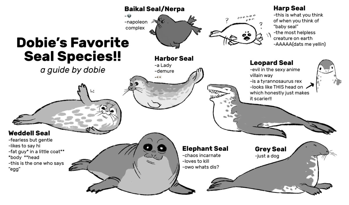 Baby Leopard Seal