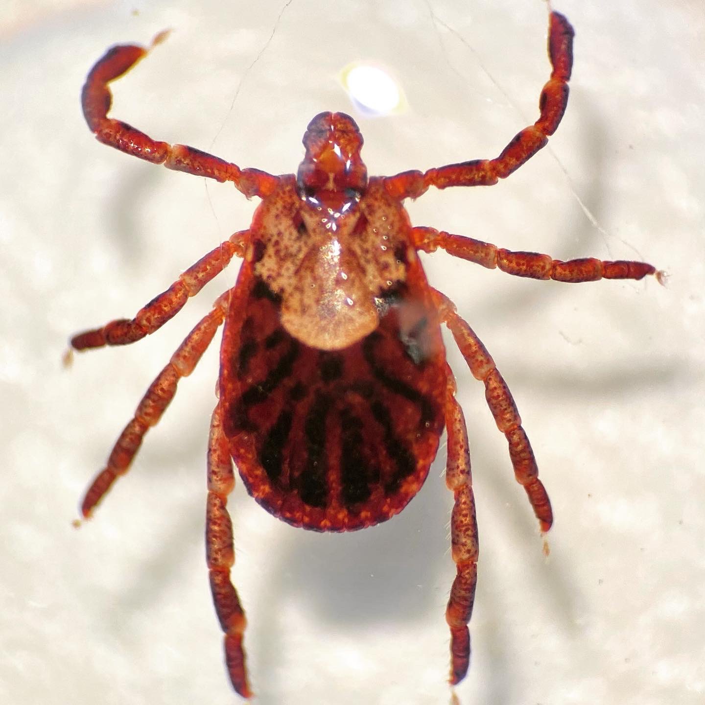 Pacific Coast Tick