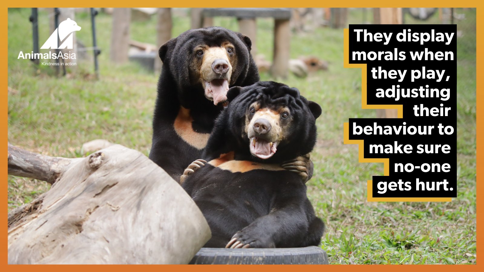 Animals Getting Hurt