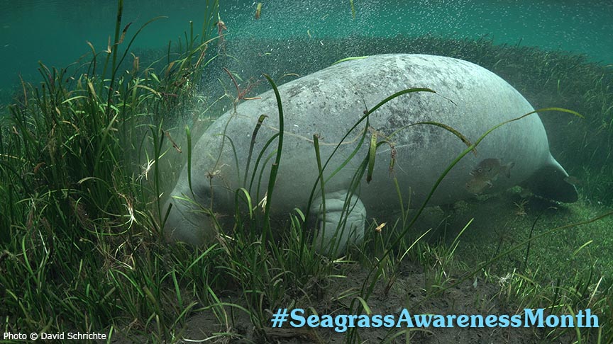 Manatee Eating Seagrass