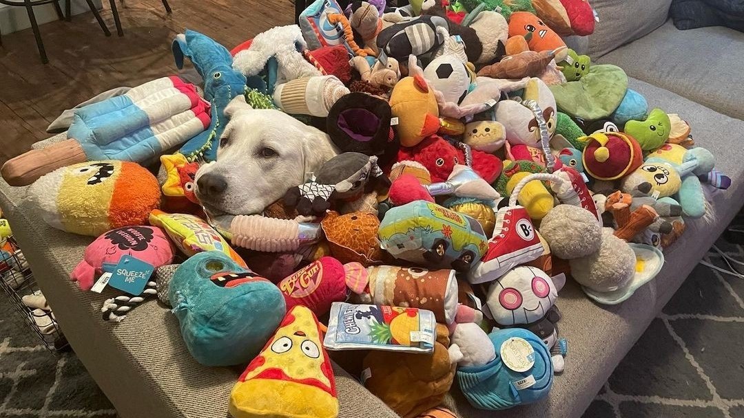 Pile Of Dog Toys
