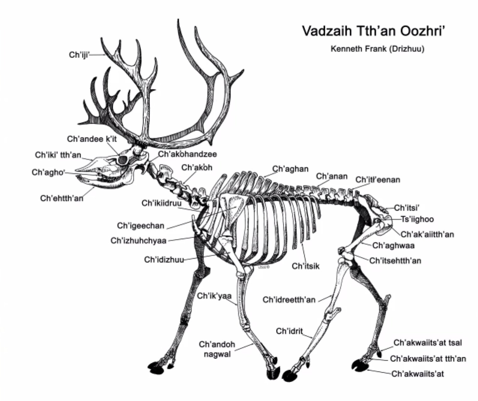 Bone Structure Of A Whitetail