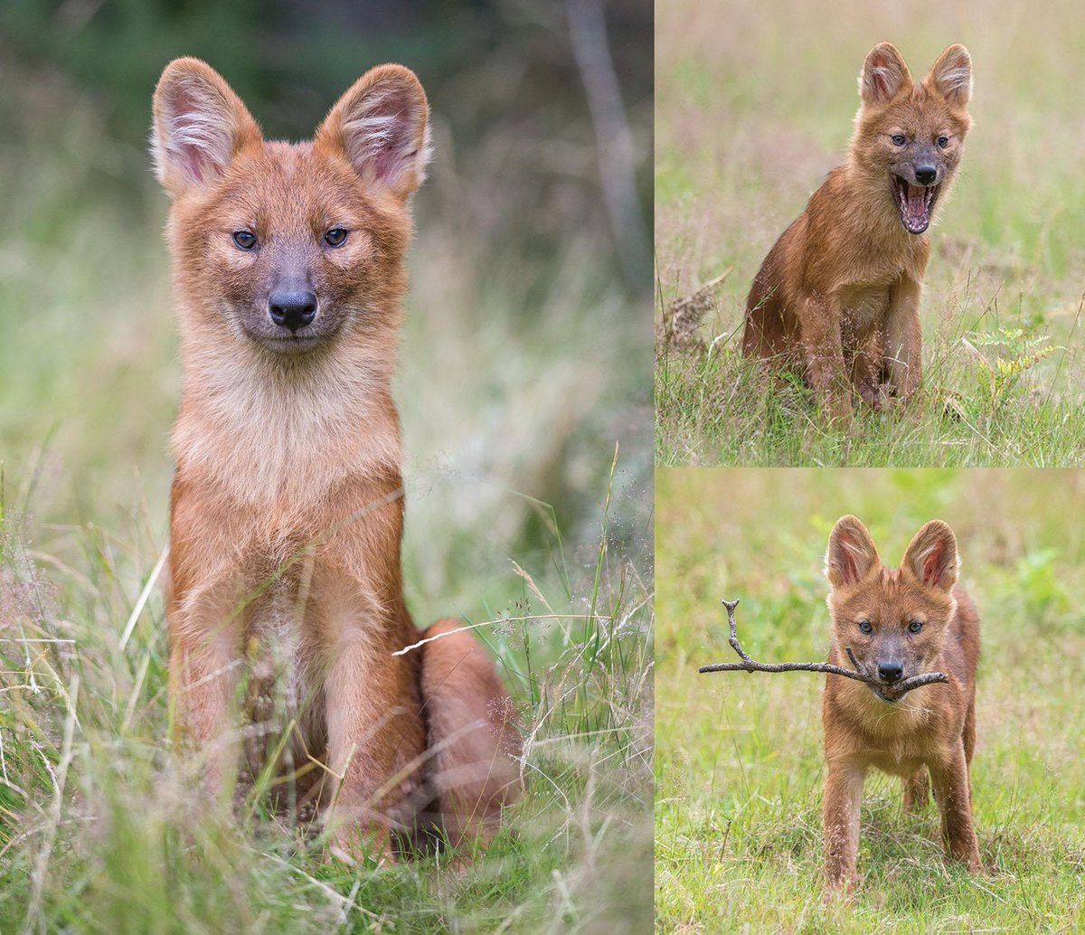 Dhole Pups