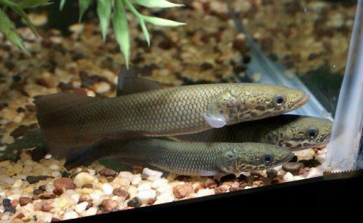 Baby Arapaima Fish