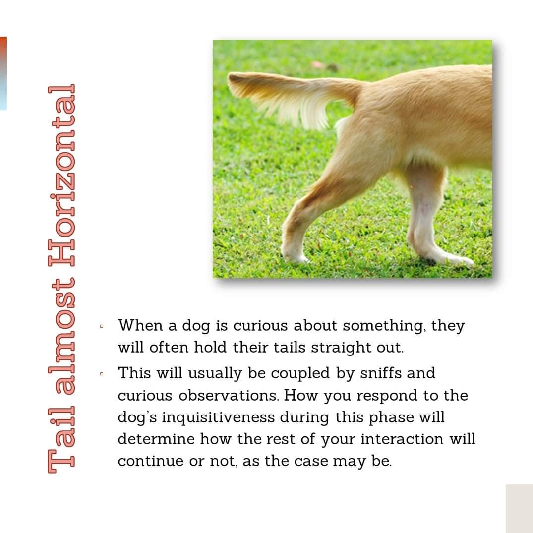 Why Is Dog Tail Not Straight