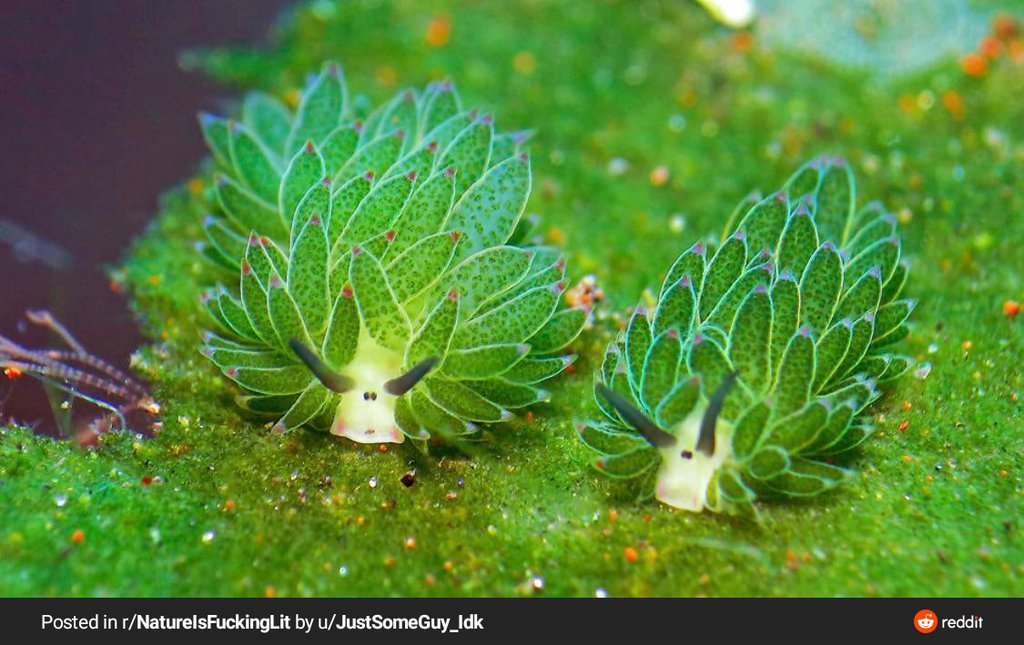 Green Sea Slug