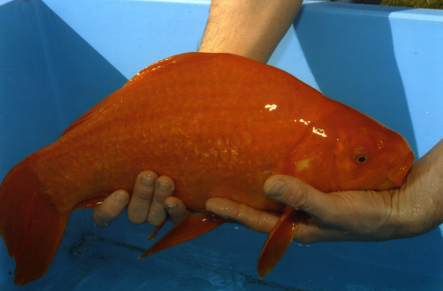 Worlds Largest Goldfish