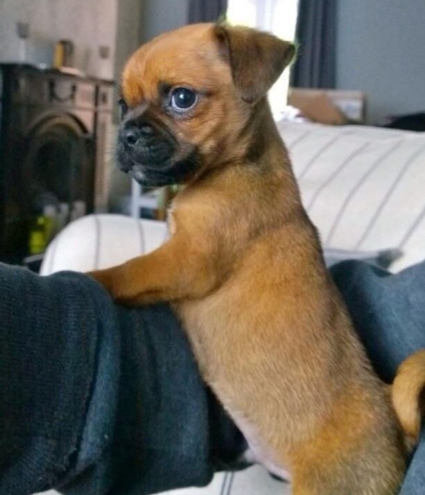 How Big Is A Chug Dog