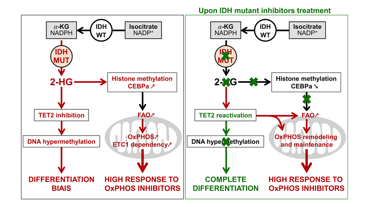 Acute Myeloid Leukemia With IDH1 And IDH2 Mutations: 2021, 45% OFF