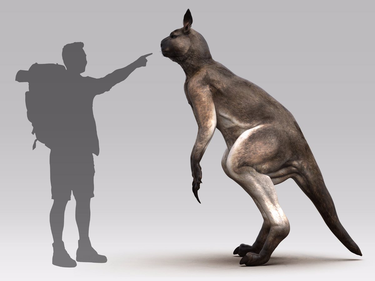 Prehistoric Kangaroo