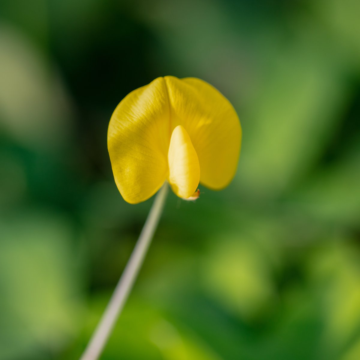 What Language is Spoken in Montserrat – American Translation Partners®