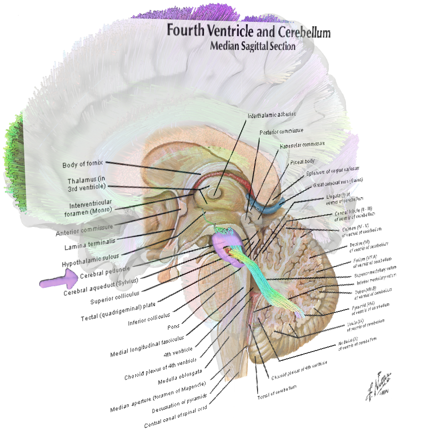 Cerebral Peduncle Part 12 Brain Contents Amygdala,