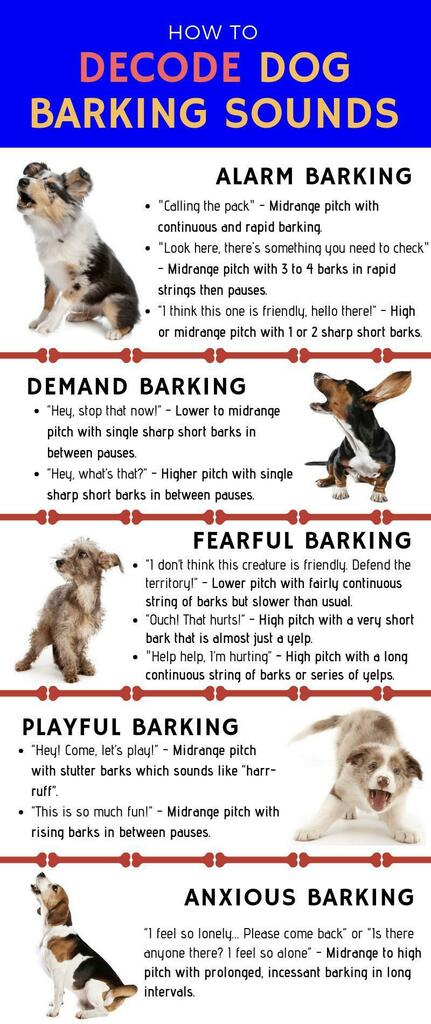 Why Does My Dog Bark High Pitched