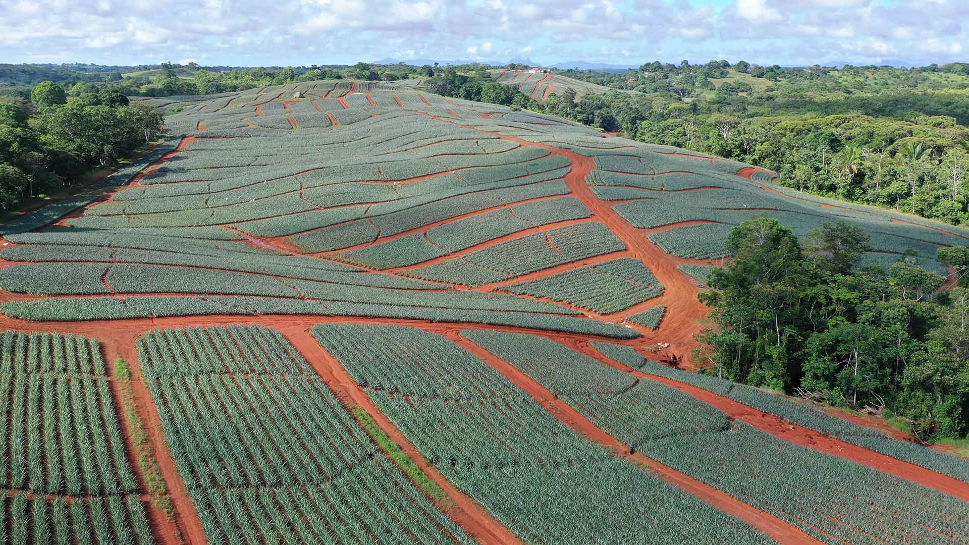 Pineapple Farm