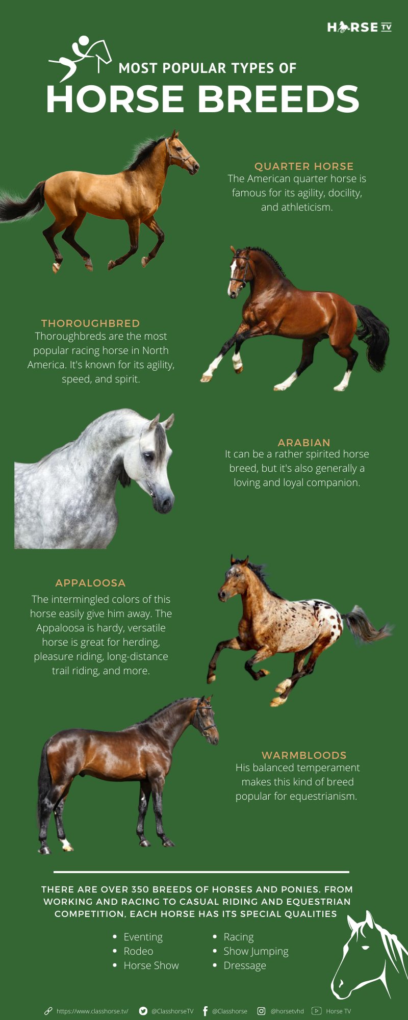 Names Of Horse Breeds 9 Beautiful, Rare And Unusual Horse Breeds