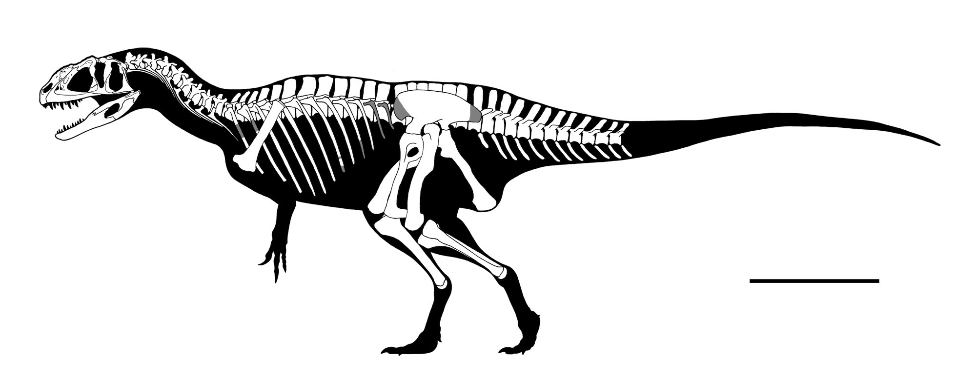 Yangchuanosaurus Skeleton Yangchuanosaurus Photographic Prints For