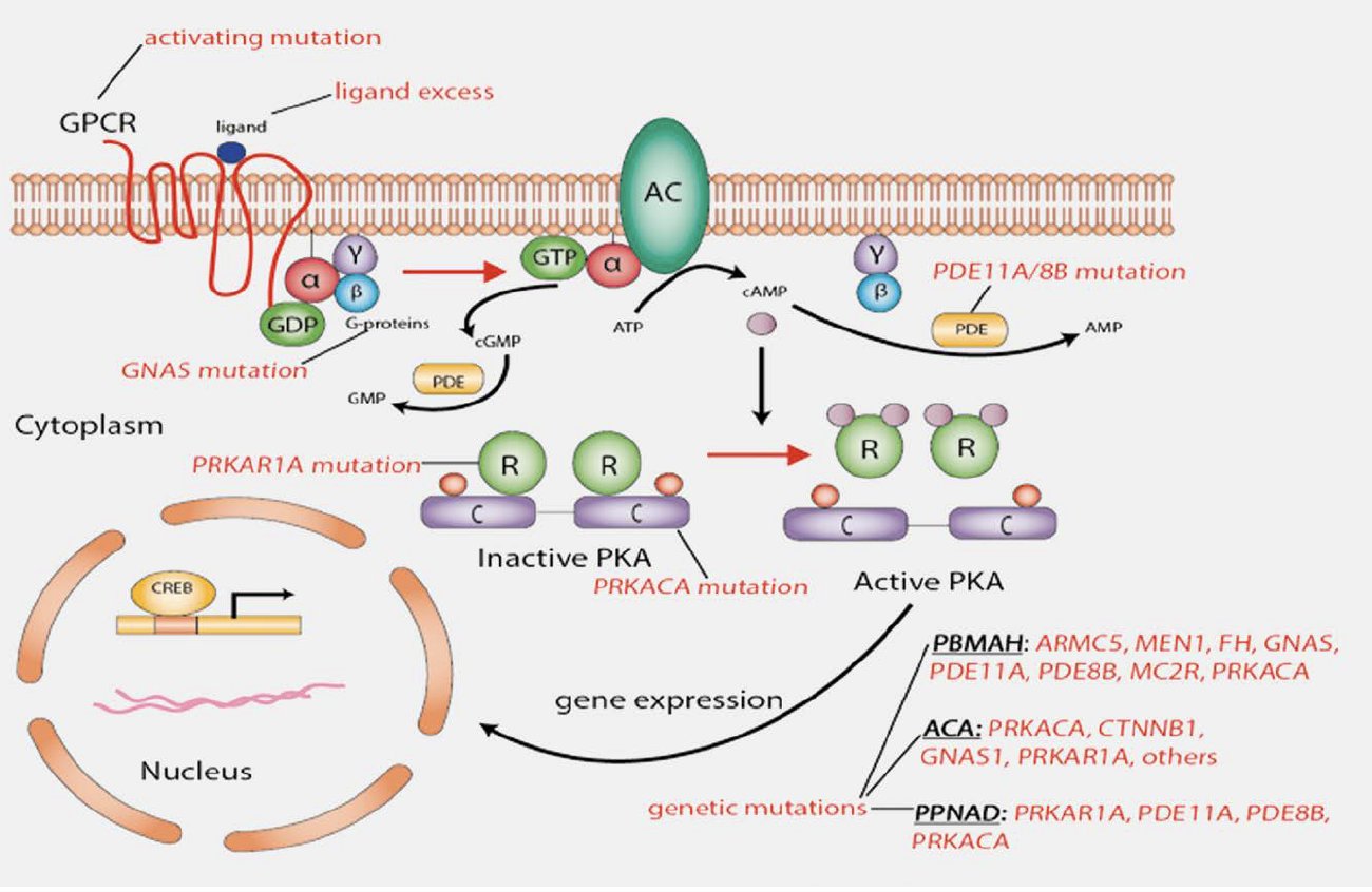 Cyclic Amp Signaling