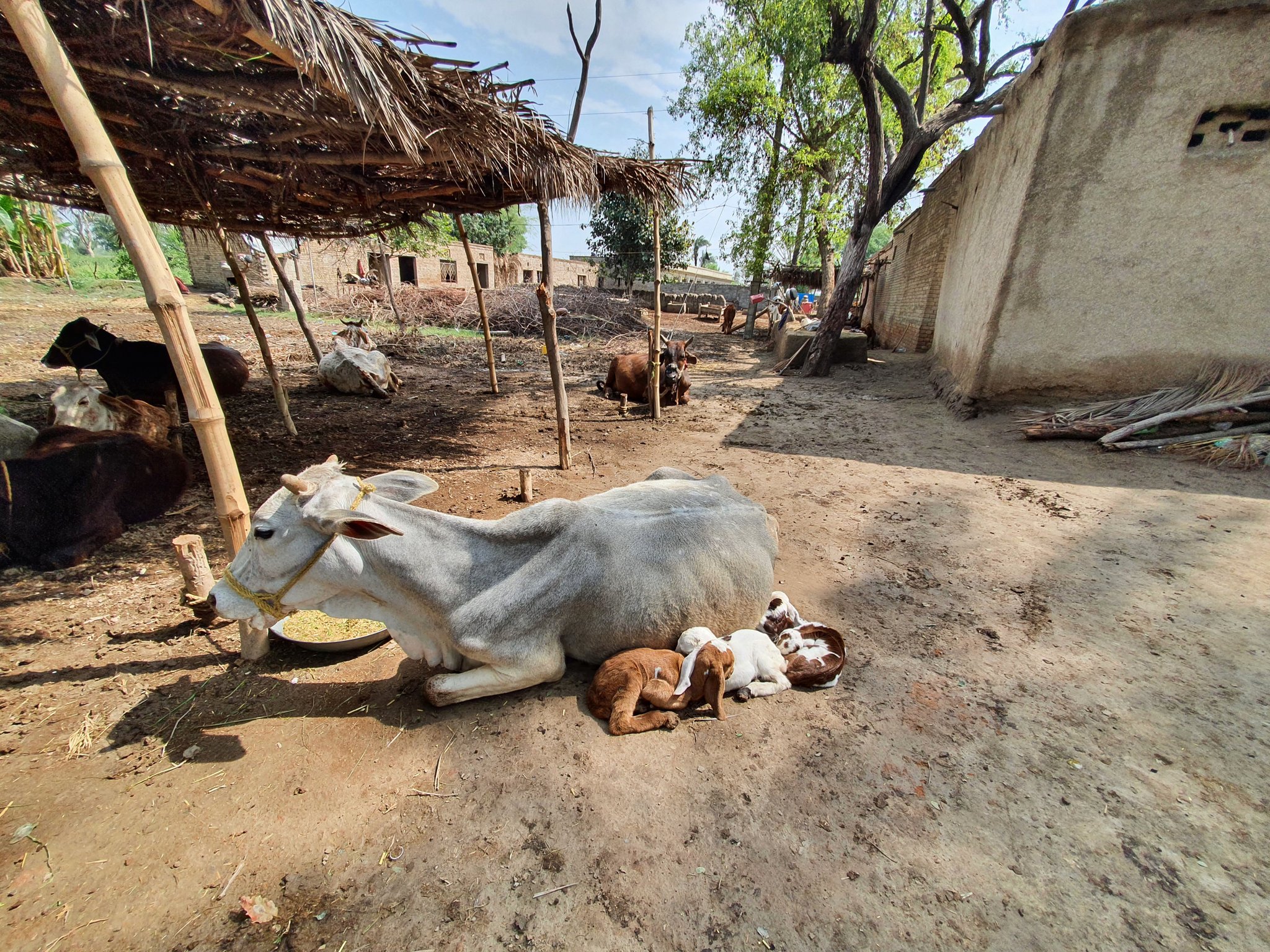 Pakistani Village Life Experience The Beauty Of Village Life In