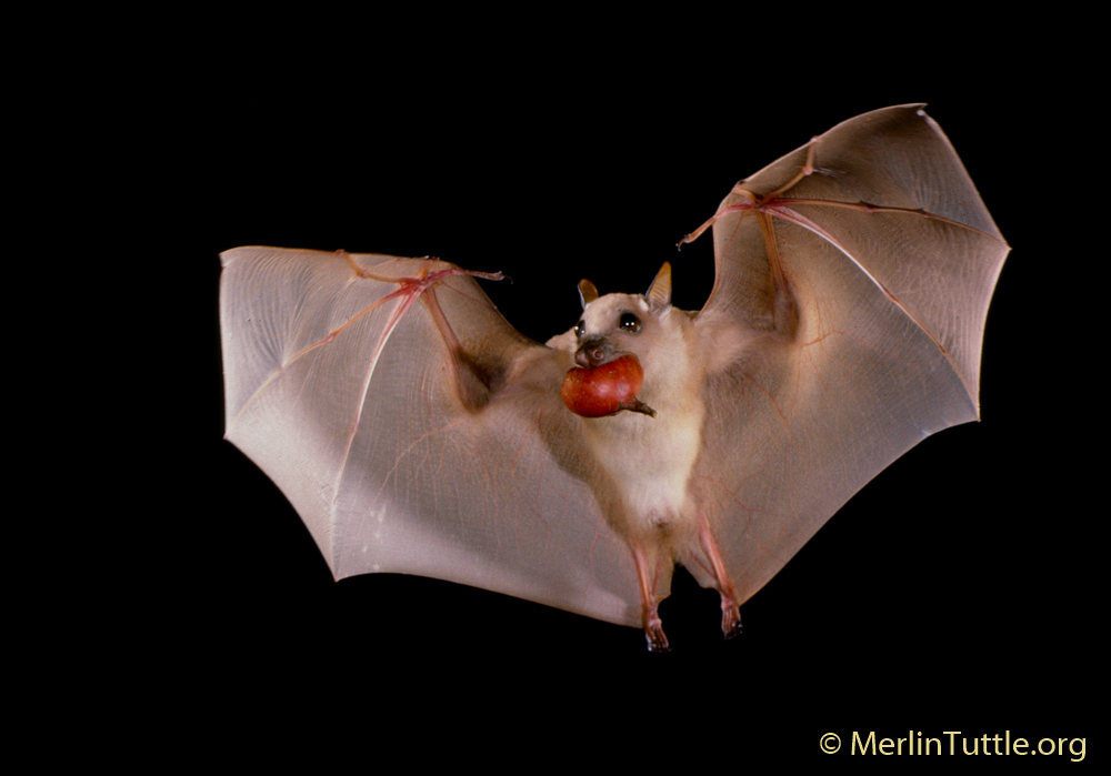 Images Of Small Fruit Bats