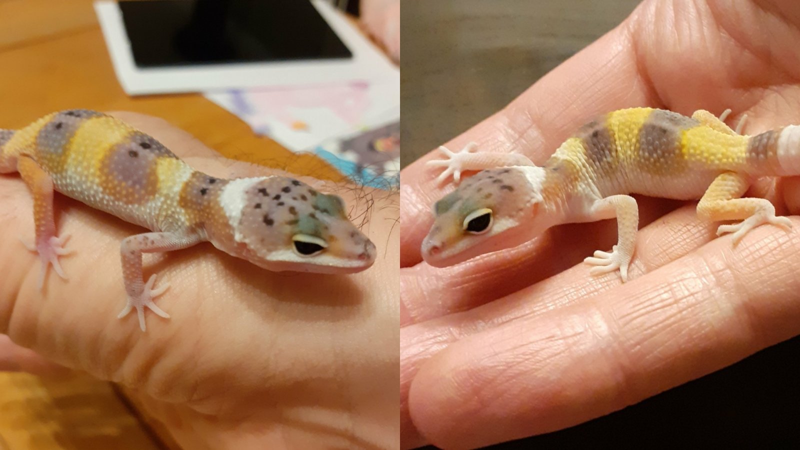 Leopard Gecko Hatchling