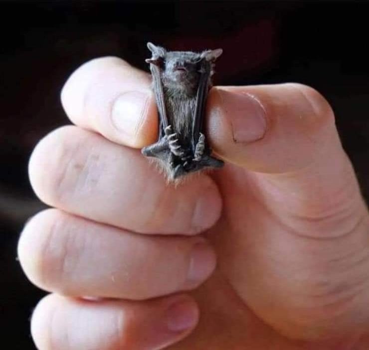 Bumblebee Bat