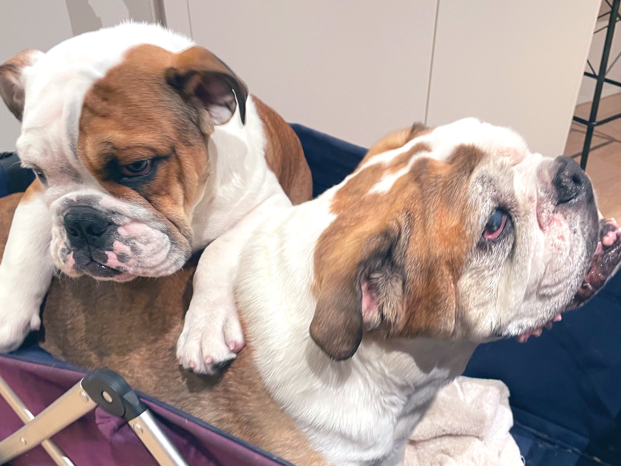 Are Bulldogs Dangerous