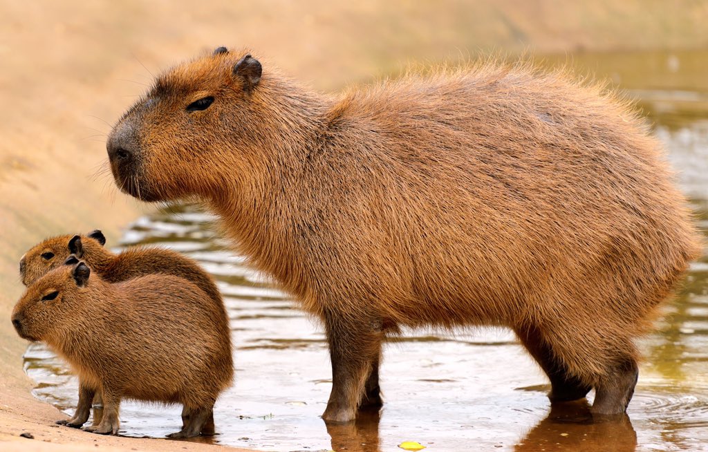 Capybara With Dog