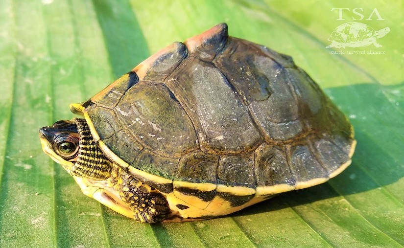 Indian Roofed Turtle