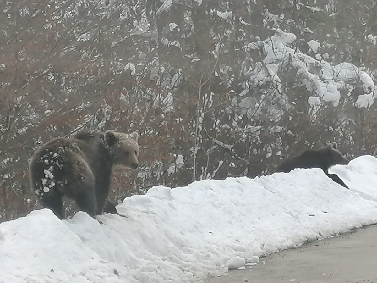 Dan Tamas (@DanM_Tamas) | Twitter