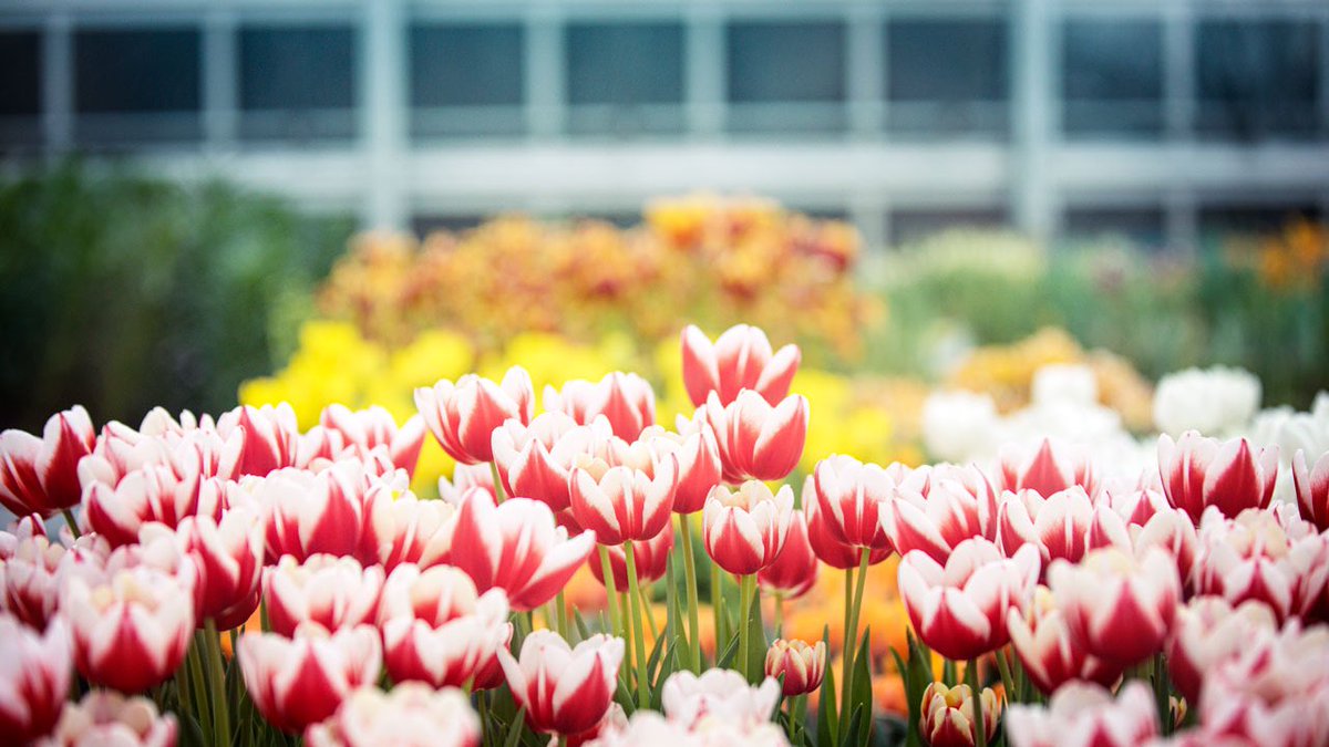 Cornell University Spring