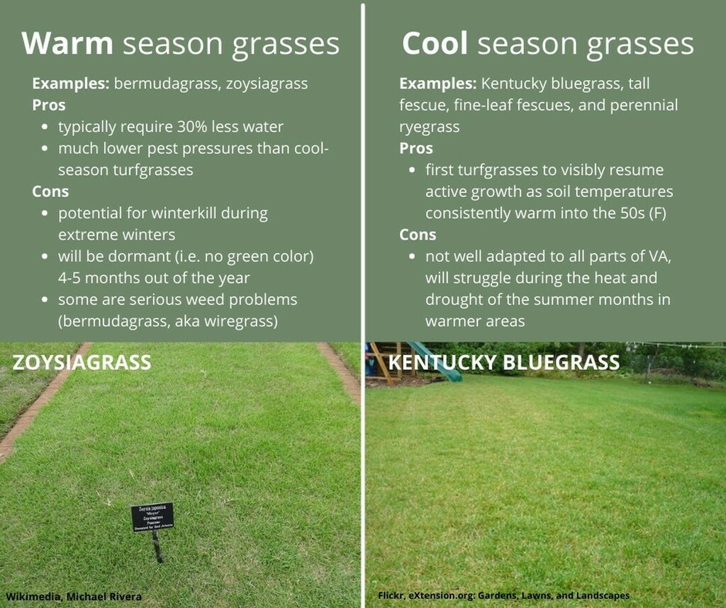 Tall Fescue Grass Vs Bluegrass