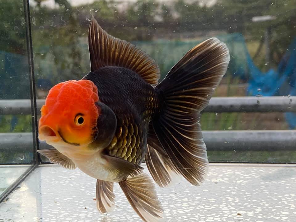 Chocolate Oranda Goldfish