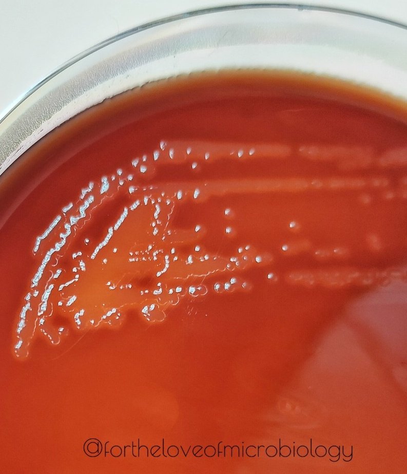 Kingella Growth On Blood Agar