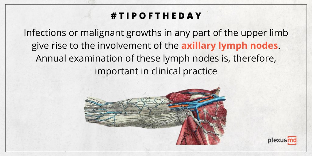 Axillary Lymph Nodes Palpation