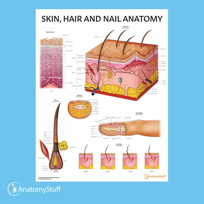 Nail Anatomy Chart