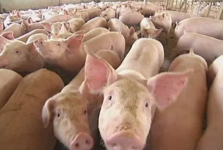 Pig Farming In Zimbabwe - Farm House