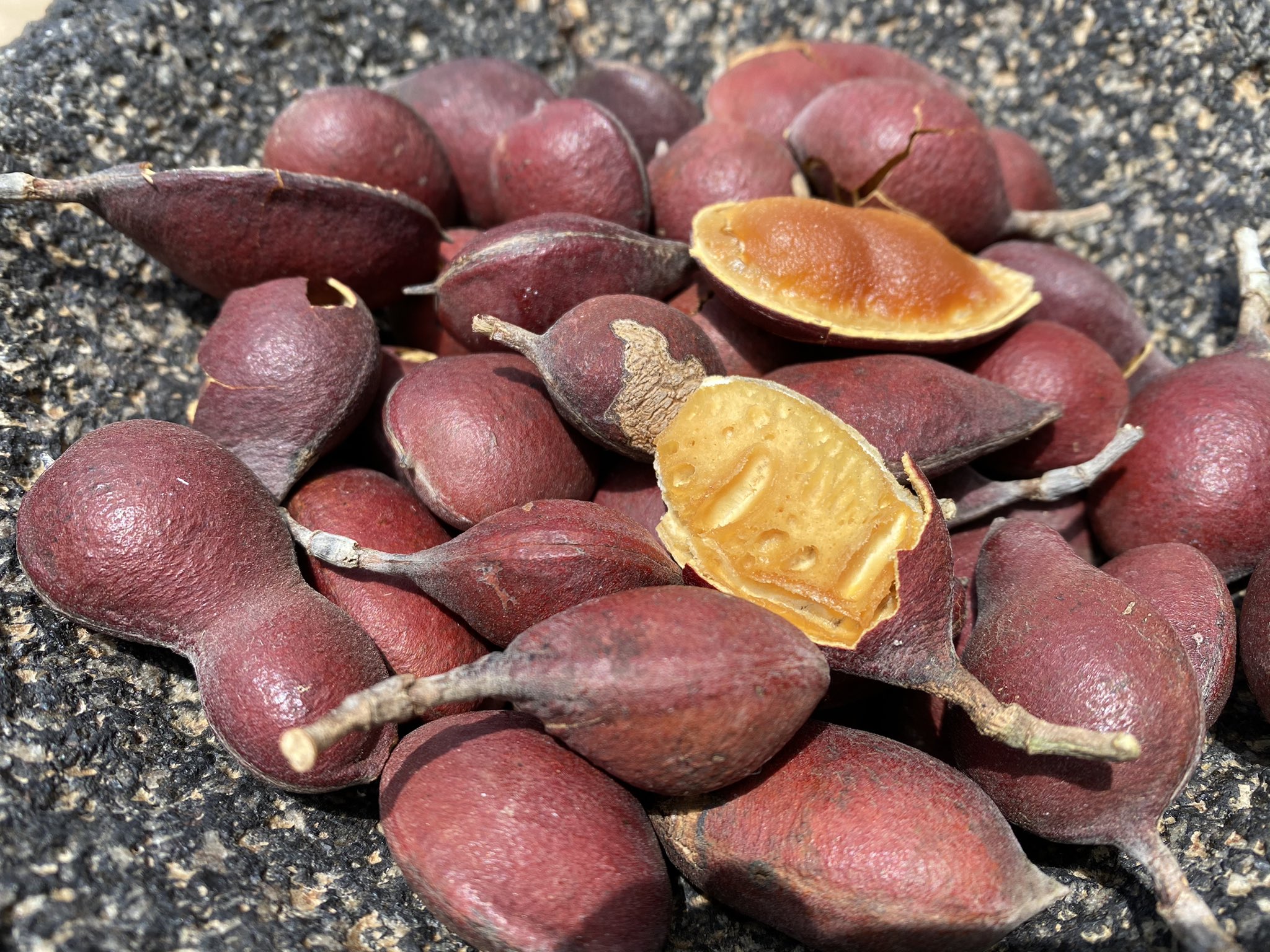 Fruta Tamarindo Tamarindo: Conoce Qué Es, Beneficios, Usos Y