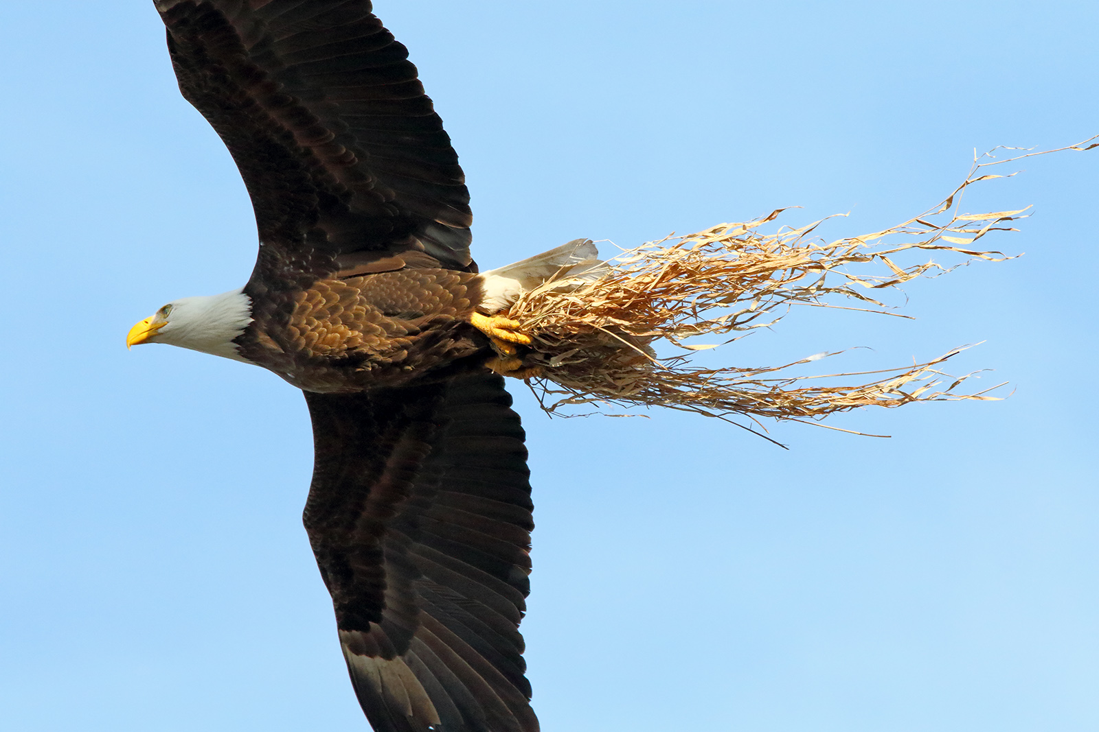 Eagle Carrying Fish