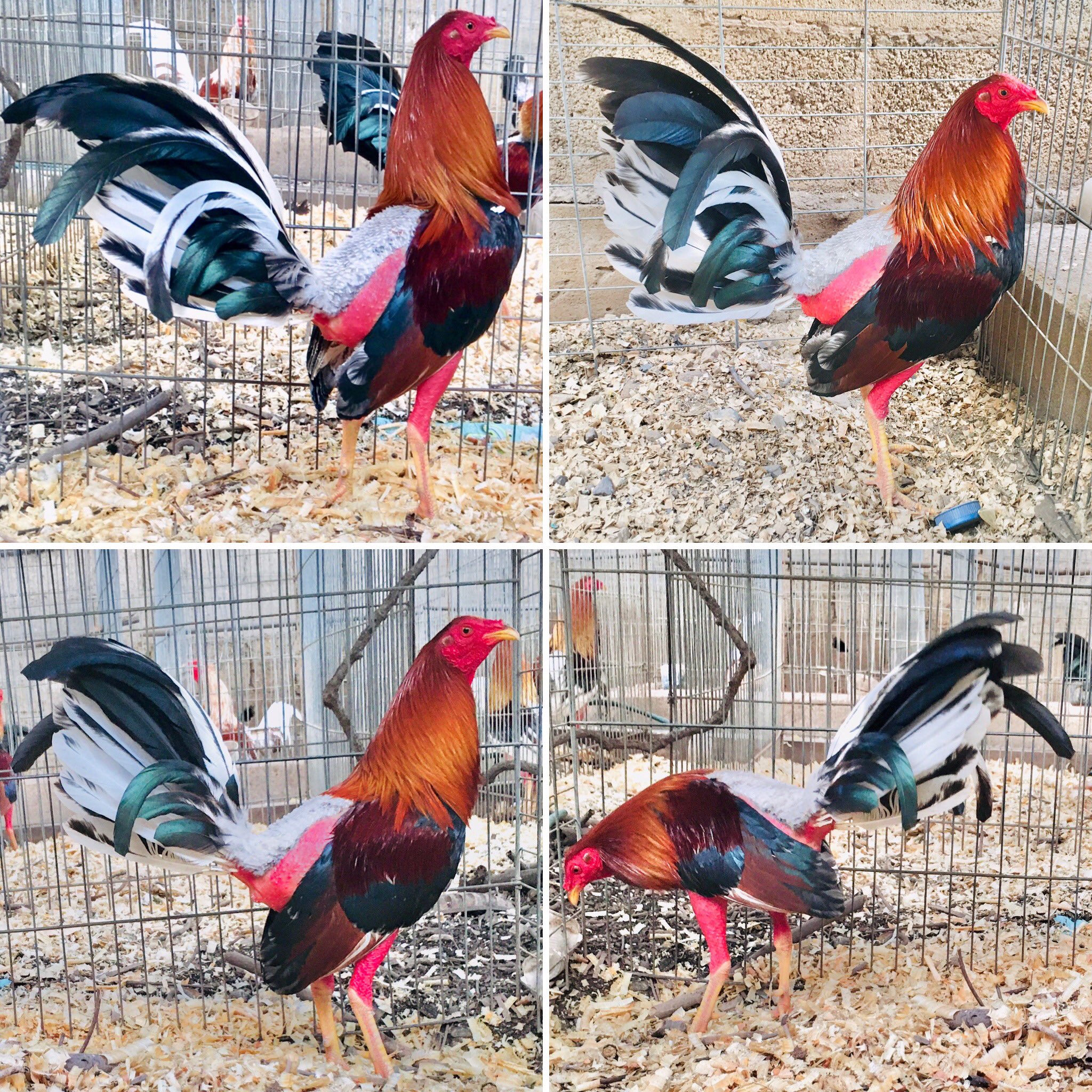 Gallos Hatch Puros
