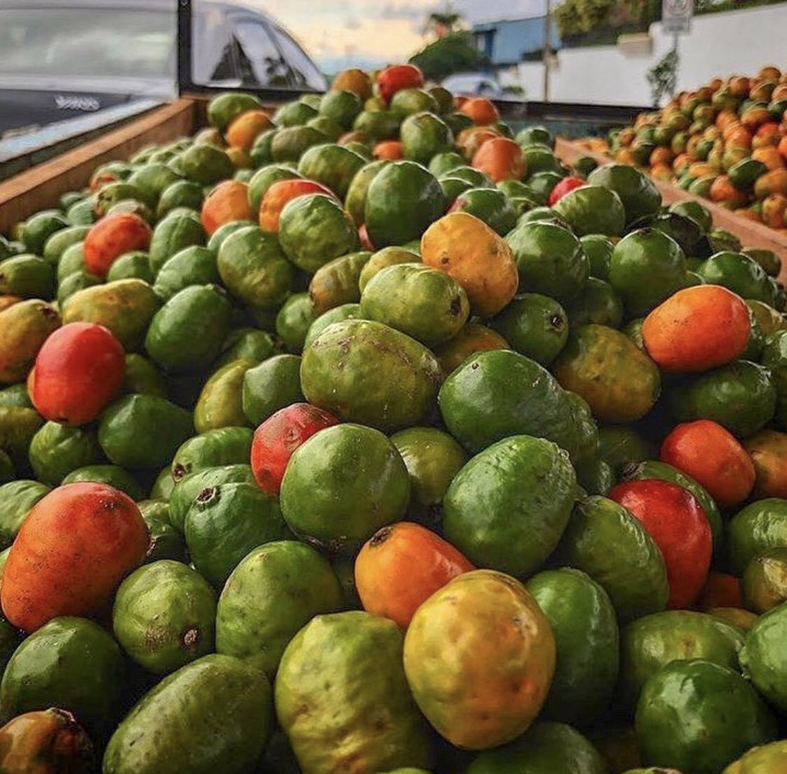 Jocotes Salvadorenos